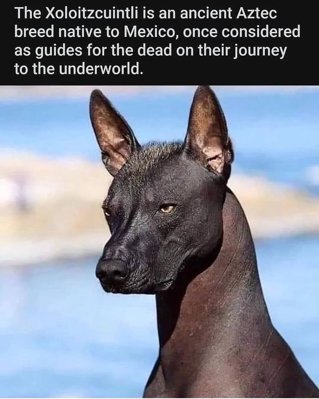 The Xoloitzcuintli is an ancient Aztec breed native to Mexico, once ...