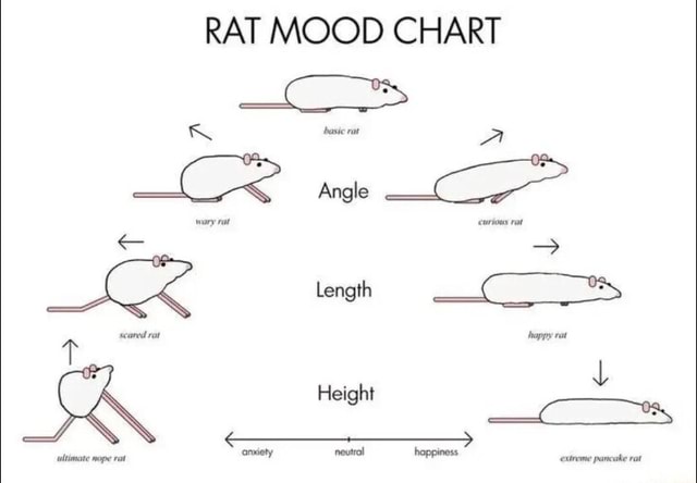 RAT MOOD CHART asic rat A _ Angle length scared rat nappy Height - iFunny