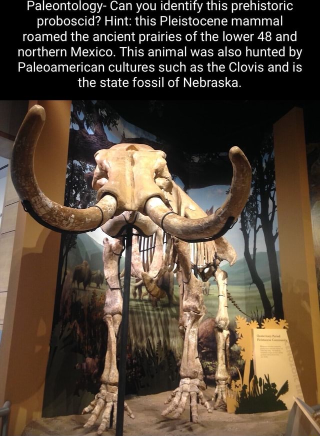 Paleontology- Can you identify this prehistoric proboscid? Hint: this ...