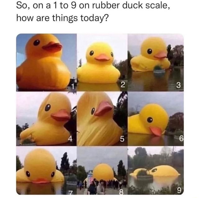 So, on a 1 to 9 on rubber duck scale, how are things today? - iFunny