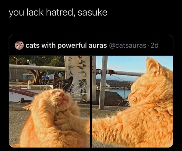 You lack hatred, sasuke cats with powerful auras @catsauras 2d - iFunny