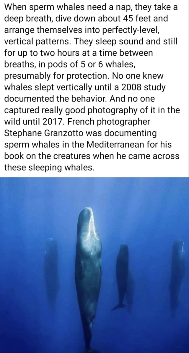 When sperm whales need a nap, they take a deep breath, dive down about ...