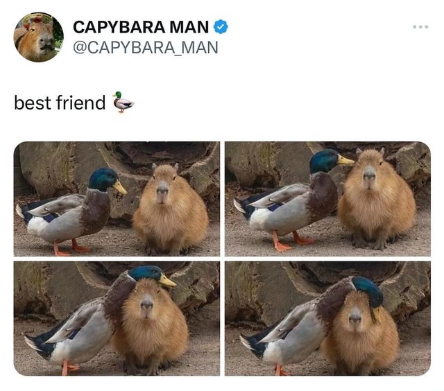 Love them ️ |🦜 Follow for Daily Bird Memes! 🦜| - #bird #birds #birb # ...