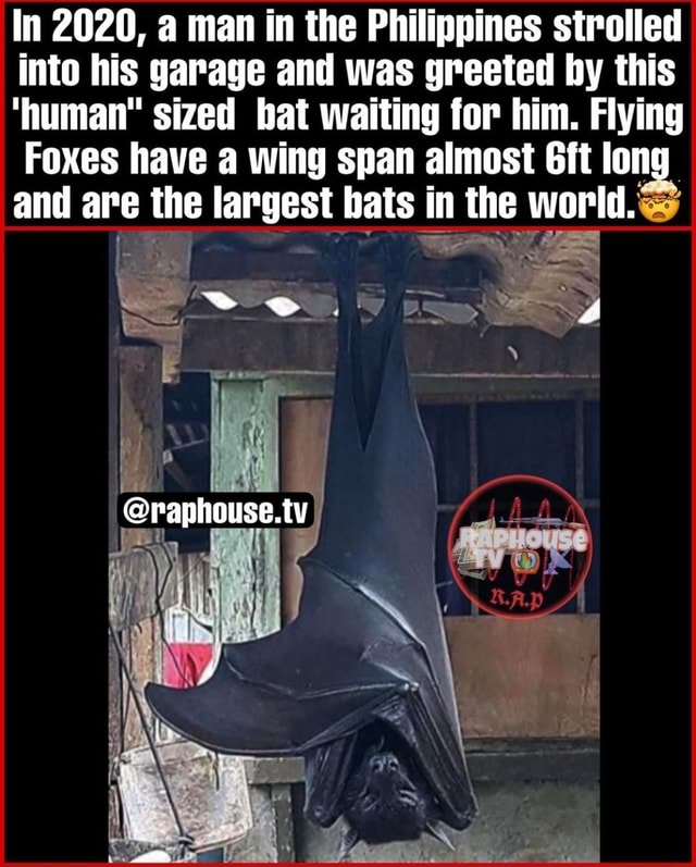 In 2020, a man in the Philippines strolled into his garage and was ...