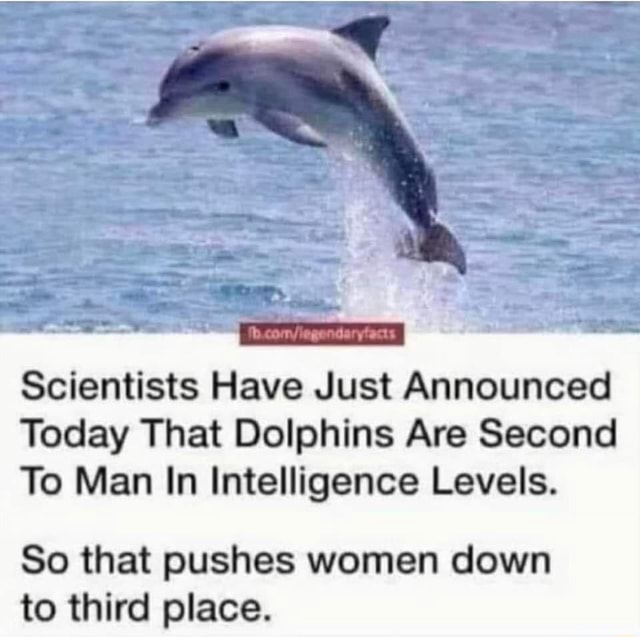 Scientists Have Just Announced Today That Dolphins Are Second To Man In ... Scientists Have Just Announced Today That Dolphins Are Second To Man In ...