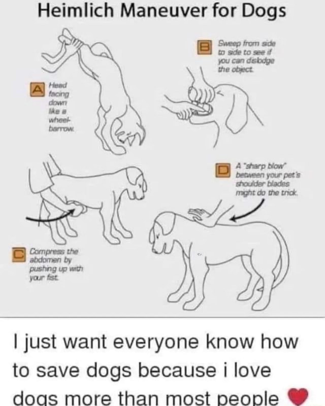 Heimlich Maneuver for Dogs you can dsbdye the obect facing down whoe ...