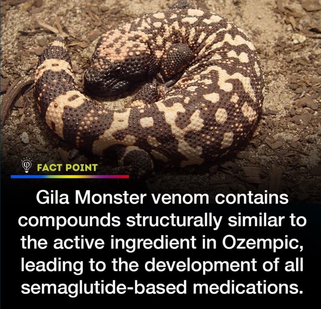 FACT POINT Gila Monster venom contains compounds structurally similar ...
