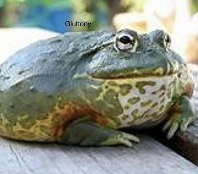 The seven deadly sins portrayed by frogs - iFunny