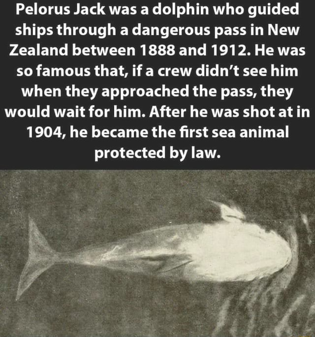 Pelorus Jack was a dolphin who guided ships through a dangerous pass in ...