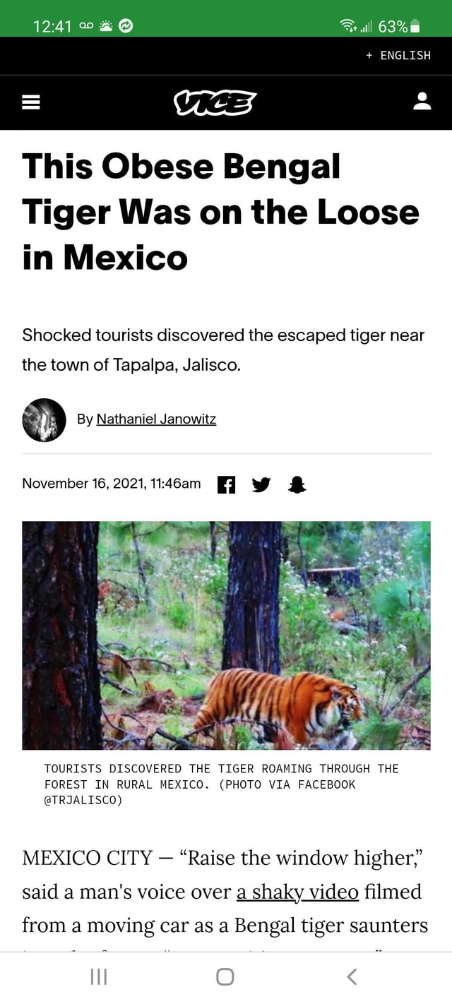 All 63% + ENGLISH This Obese Bengal Tiger Was on the Loose in Mexico ...