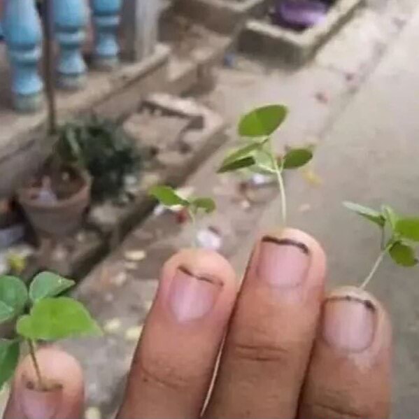 Cursed plant + motivational/wholesome slides - America’s best pics and ...