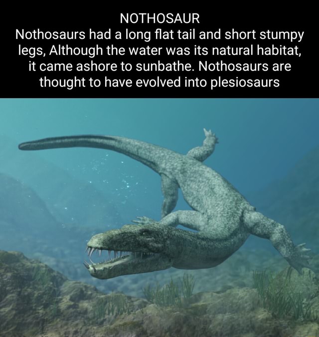 NOTHOSAUR Nothosaurs had a long flat tail and short stumpy legs ...