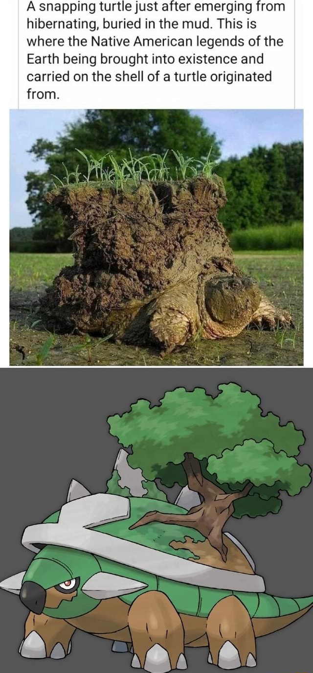 A snapping turtle just after emerging from hibernating, buried in the ...