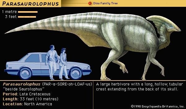 PARASAUROLOPHUS Family Tree tnet - Parasaurolophus large herbivore with ...