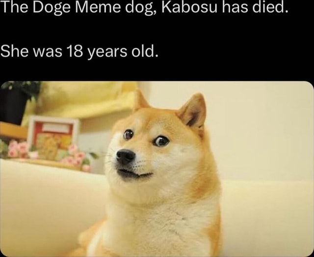 The Doge Meme dog, Kabosu has died. She was 18 years old. - iFunny