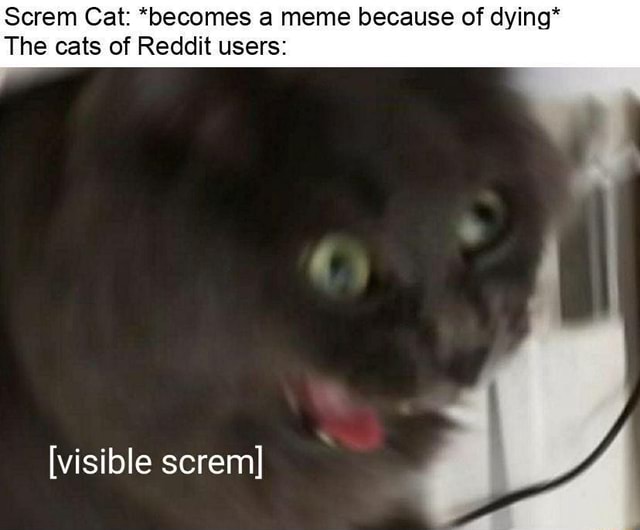 Screm Cat: *becomes a meme because of dying* The cats of Reddit users ...
