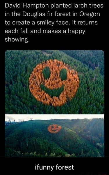 David Hampton planted larch trees in the Douglas fir forest in Oregon ...