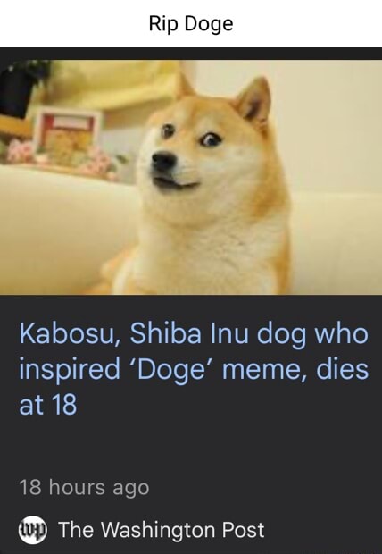 Rip Doge Kabosu, Shiba Inu dog who inspired 'Doge' meme, dies at 18 18 ...