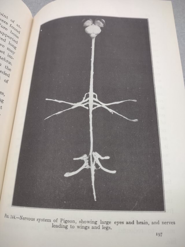 Pro, 144, Fig, -Nervous system of Pi leading to wings and legs. of ...