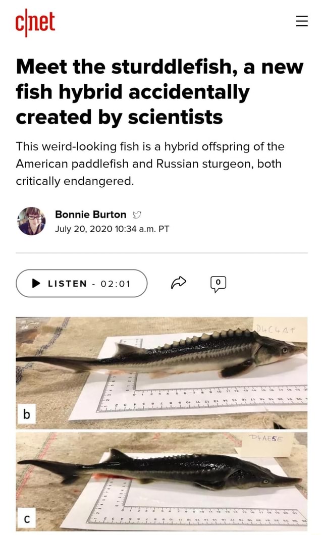 Meet the sturddlefish, a new fish hybrid accidentally created by ...