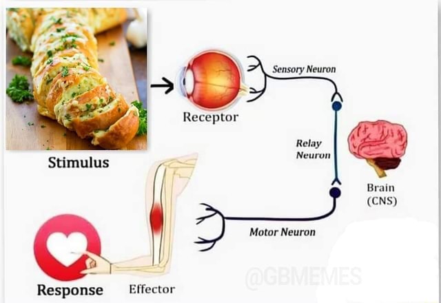 Sensory Neuron Receptor Relay Neuron Motor Neuron Brain (CNS) Stimulus ...
