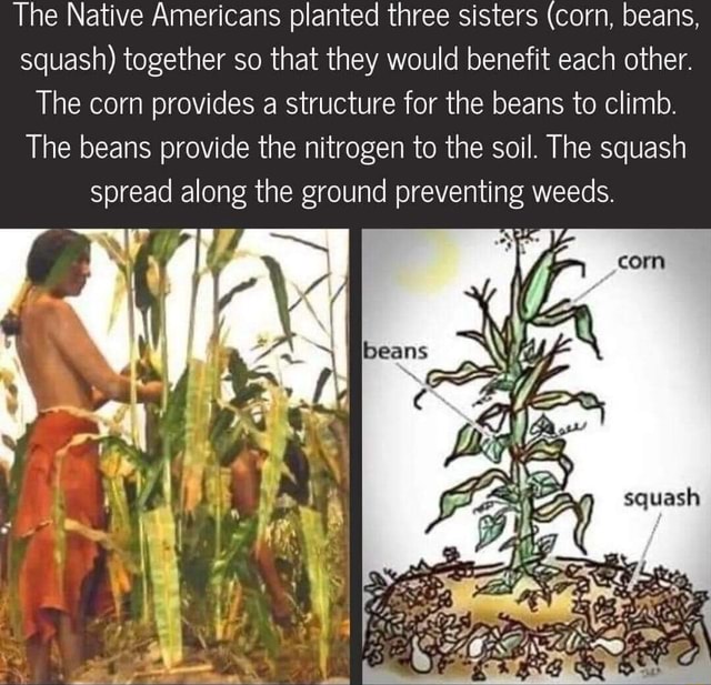 The Native Americans planted three sisters (corn, beans, squash ...