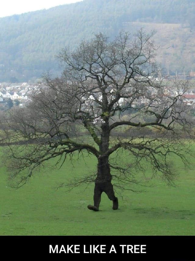 MAKE LIKE A TREE - iFunny