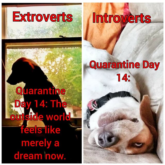 Introvert vs Extrovert - I Extroverts Introverts Quarantine Day 1& 14 ...