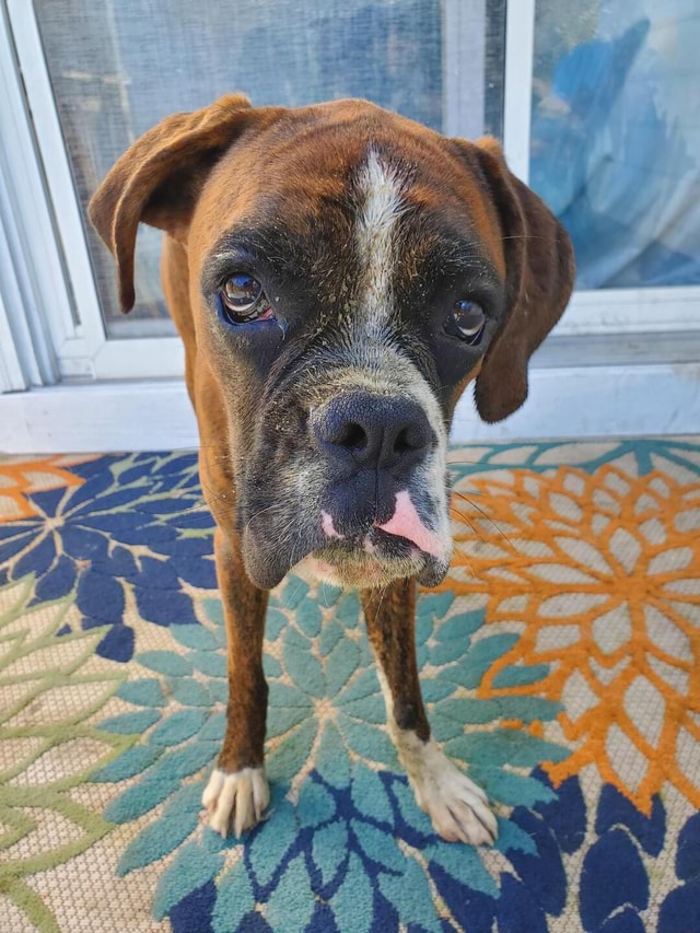 He put on his "sad man" face when I tried to hose off the worst of the ...