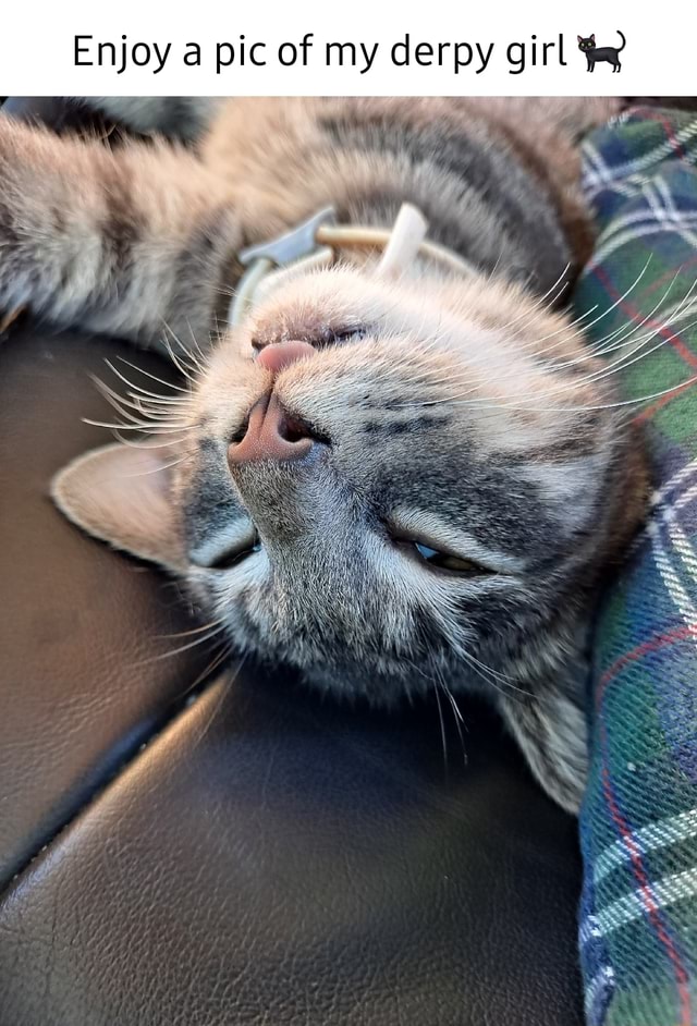 Enjoy a pic of my derpy girl - iFunny