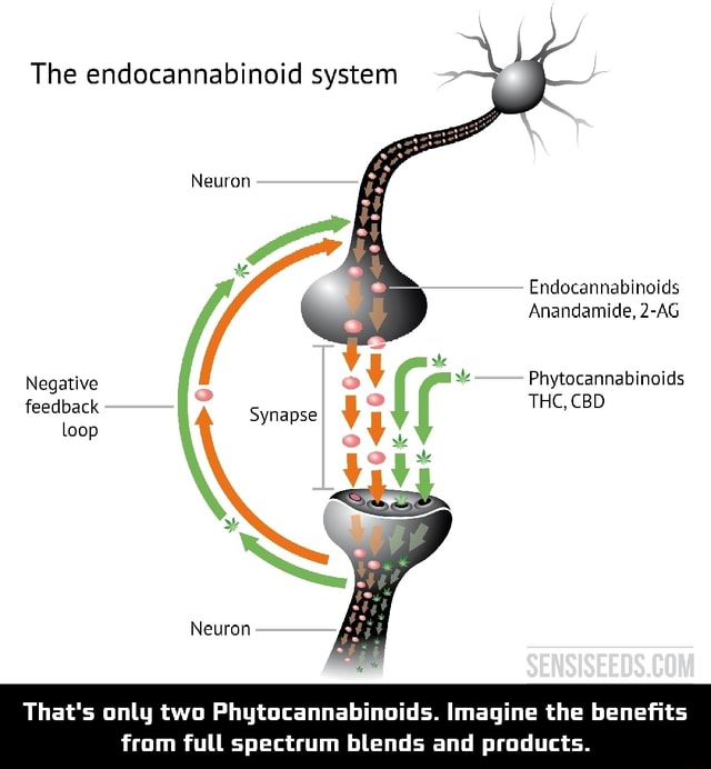 The endocannabinoid system Neuron Endocannabinoids Anandamide, 2-AG ...