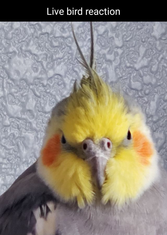 Live bird reaction - iFunny