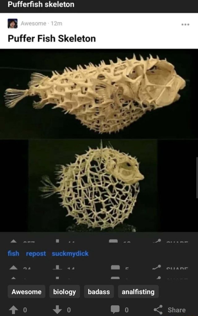 Pufferfish skeleton Puffer Fish Skeleton fish repost suckmydick Awesome ...