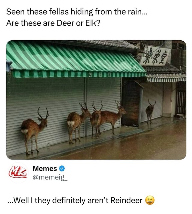 Raindeer Get it Alright nvm memes explore funny photography - Seen ...