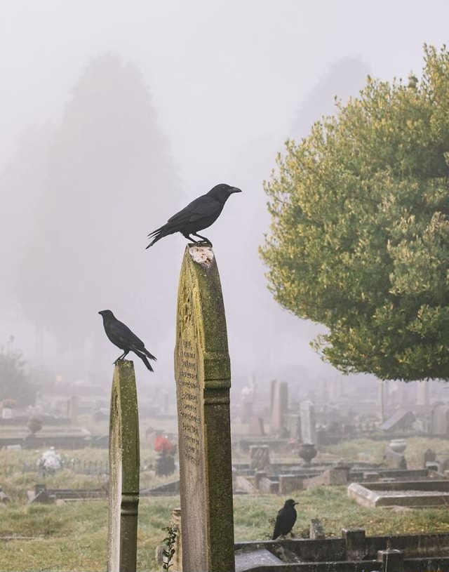 One reason why crows and ravens are associated with death is because ...