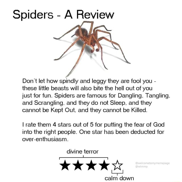 Spiders - A Review Don't let how spindly and leggy they are fool you ...