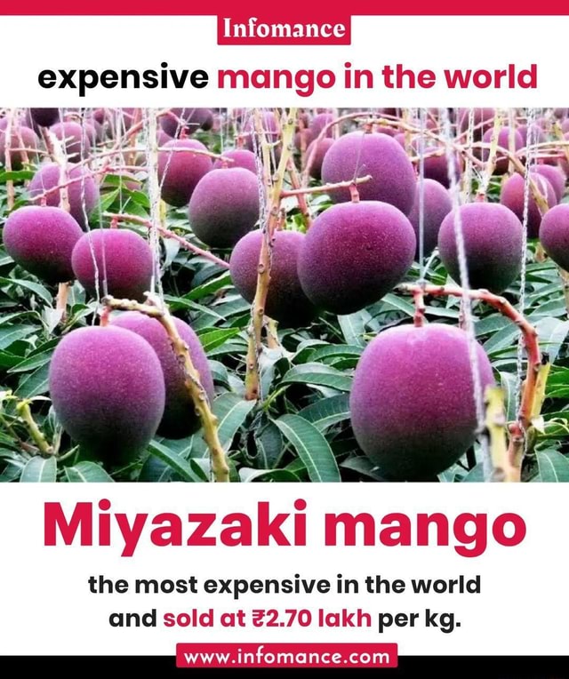 Infomance expensive mango in the world Miyazaki mango the most ...