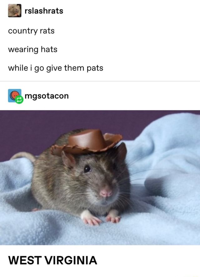 Rslashrats country rats wearing hats while i go give them pats ...