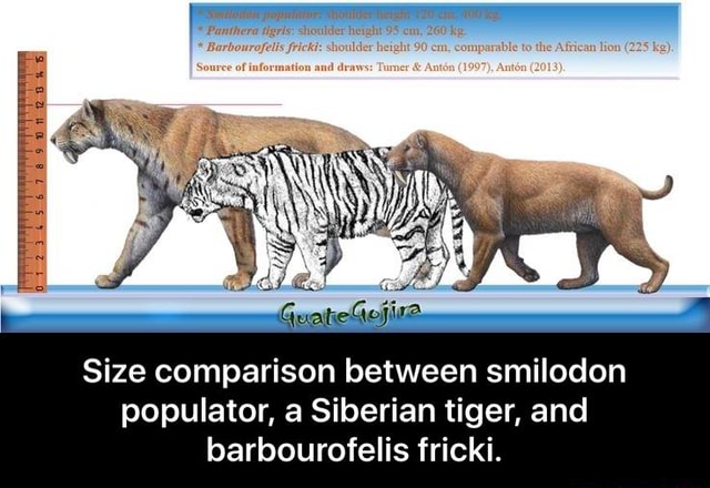 Size comparison between smilodon populator, a Siberian tiger, and barbourofelis fricki. - Size ...