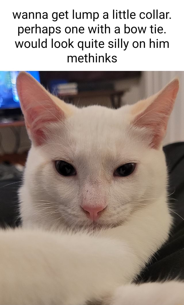 Wanna get lump a little collar. perhaps one with a bow tie. would look ...