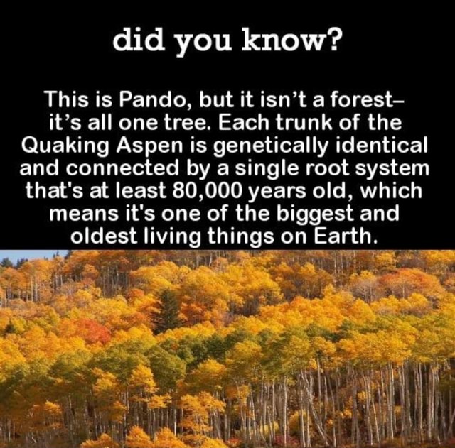 Did you know? This is Pando, but it isn't a forest- it's all one tree ...