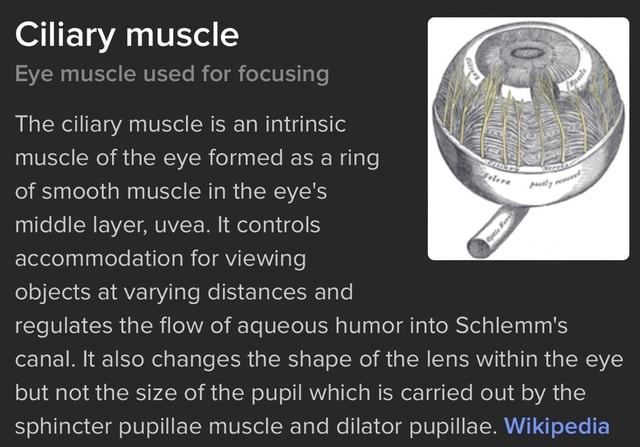 Ciliary muscle Eye muscle used for focusing The ciliary muscle is an ...