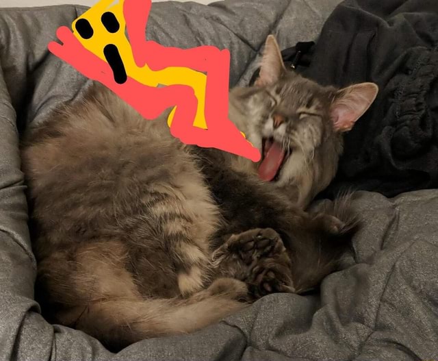 Kitty makes all the best faces for memes - iFunny