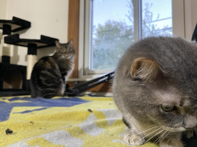 Double cat tax - America’s best pics and videos