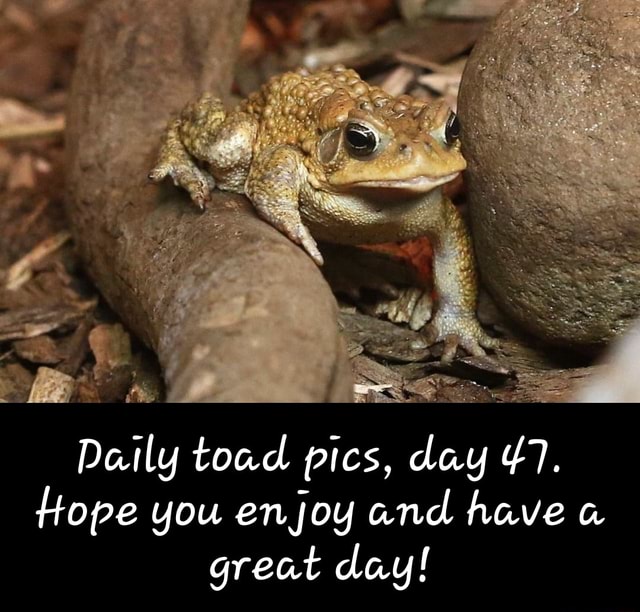 Daily toad pics, day Hope you enjoy and have a great day! - iFunny