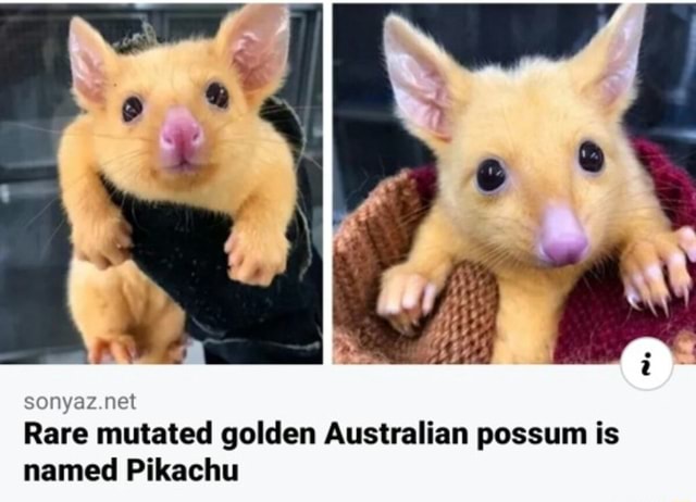 Rare mutated golden Australian possum is named Pikachu - iFunny