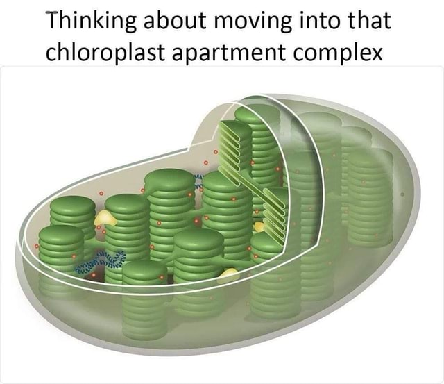 🧬 Meme by Artin Tey - Thinking about moving into that chloroplast ...