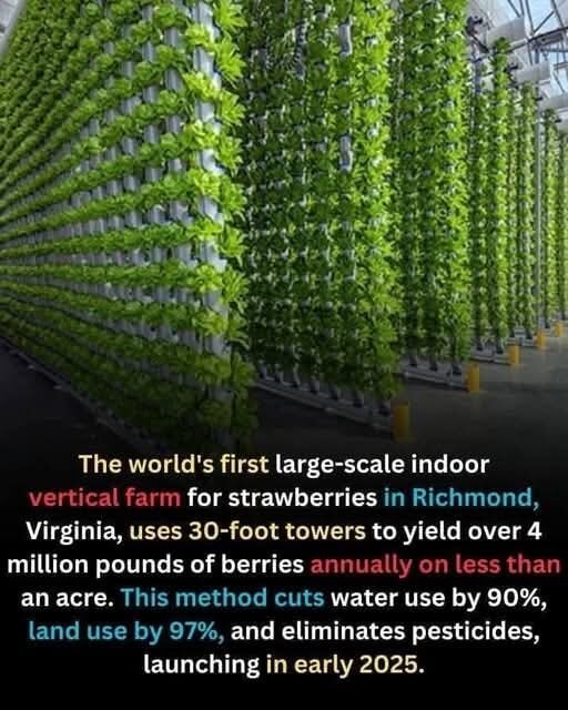 The world's first large-scale indoor vertical farm for strawberries in ...