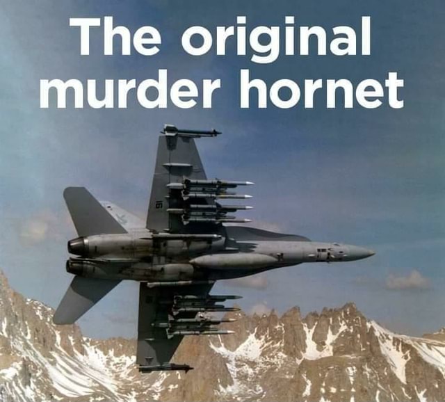 The original murder hornet - America’s best pics and videos