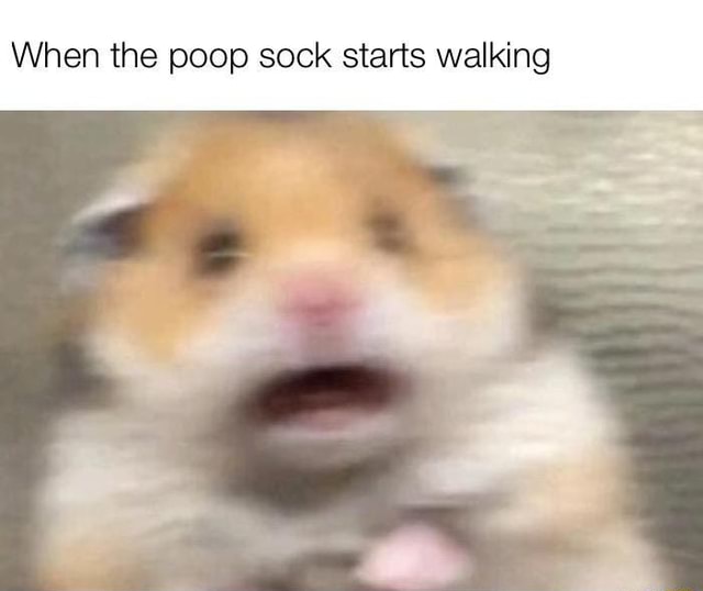 When the poop sock starts walking - iFunny